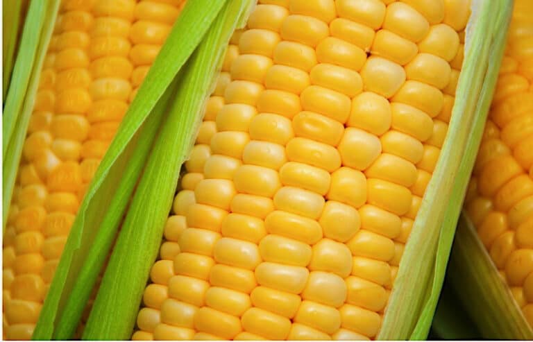 Cheesy Pecorino Corn with Italian Herbs | La Bella Vita Cucina